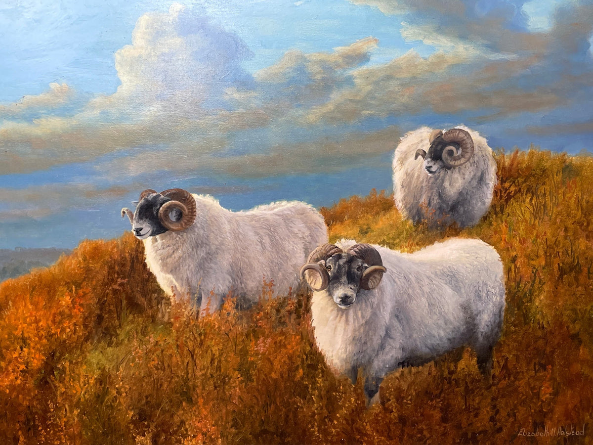 Oil Painting 3 Sheep In Highlands By Elizabeth Halstead