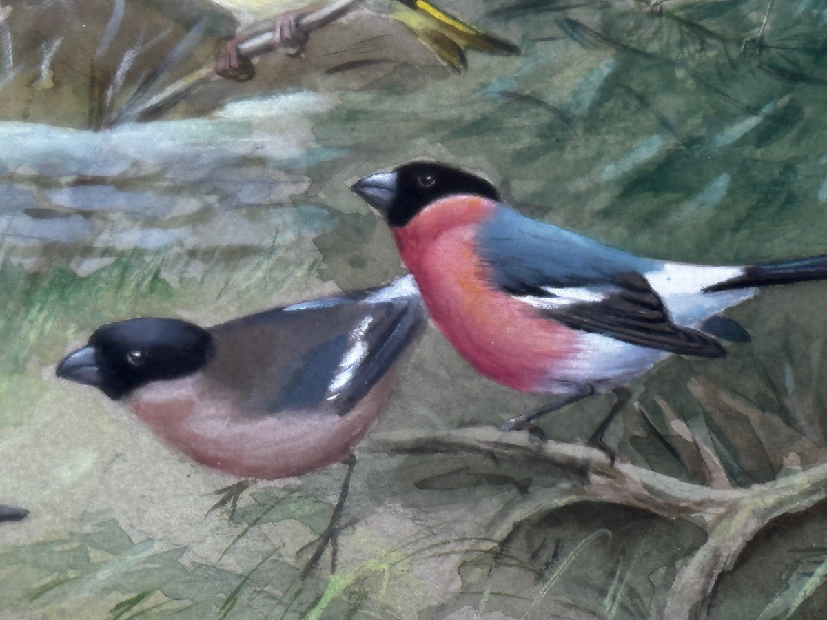 A Winter Gathering: Robin and Mixed British Songbirds British Ornithol
